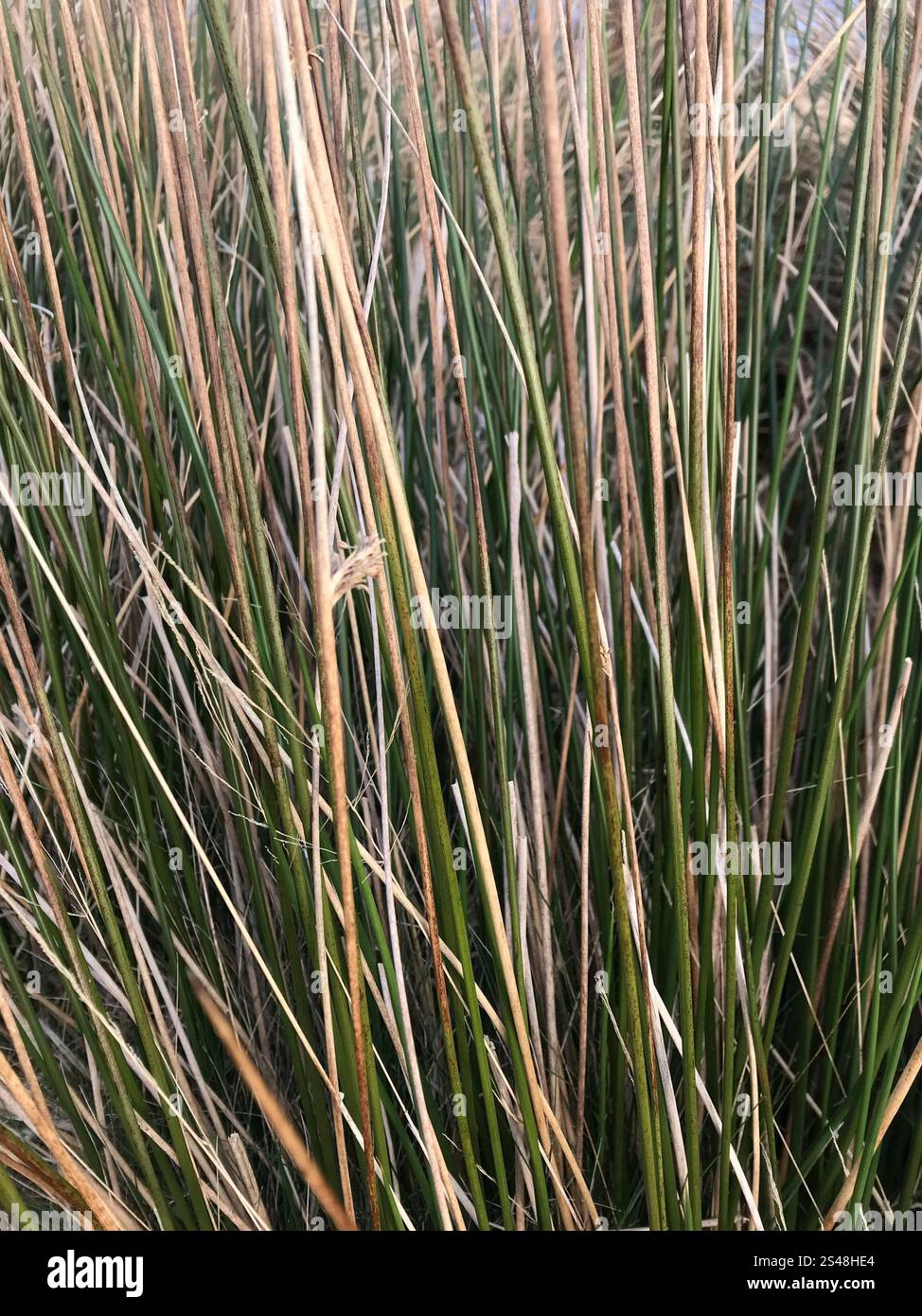 Hard Rush (Juncus inflexus Stock Photo - Alamy