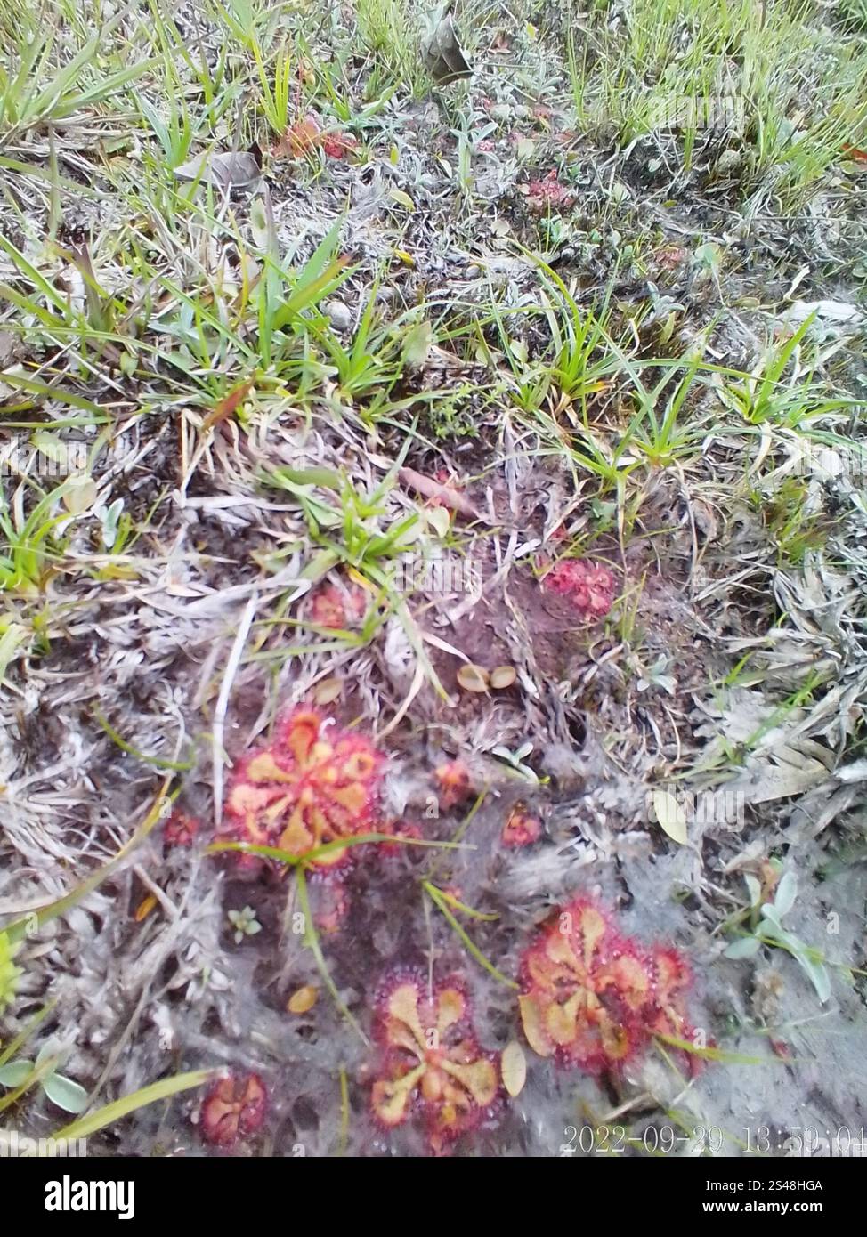dwarf sundew (Drosera brevifolia Stock Photo - Alamy