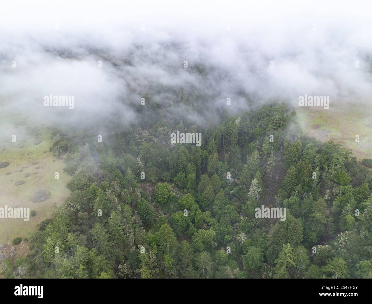 Low, misty clouds drift through the extensive forests of Santa Cruz ...