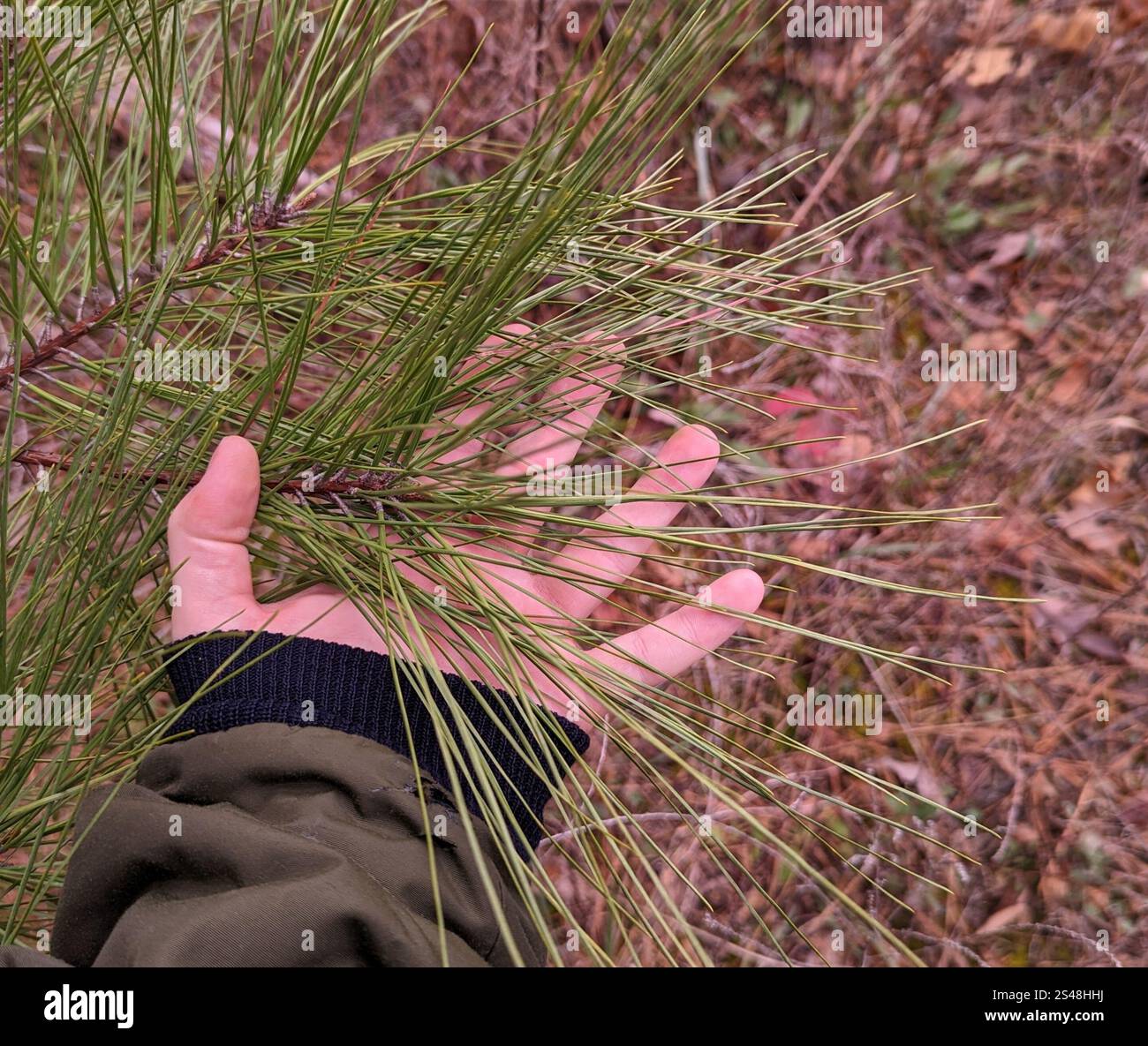 loblolly pine (Pinus taeda Stock Photo - Alamy