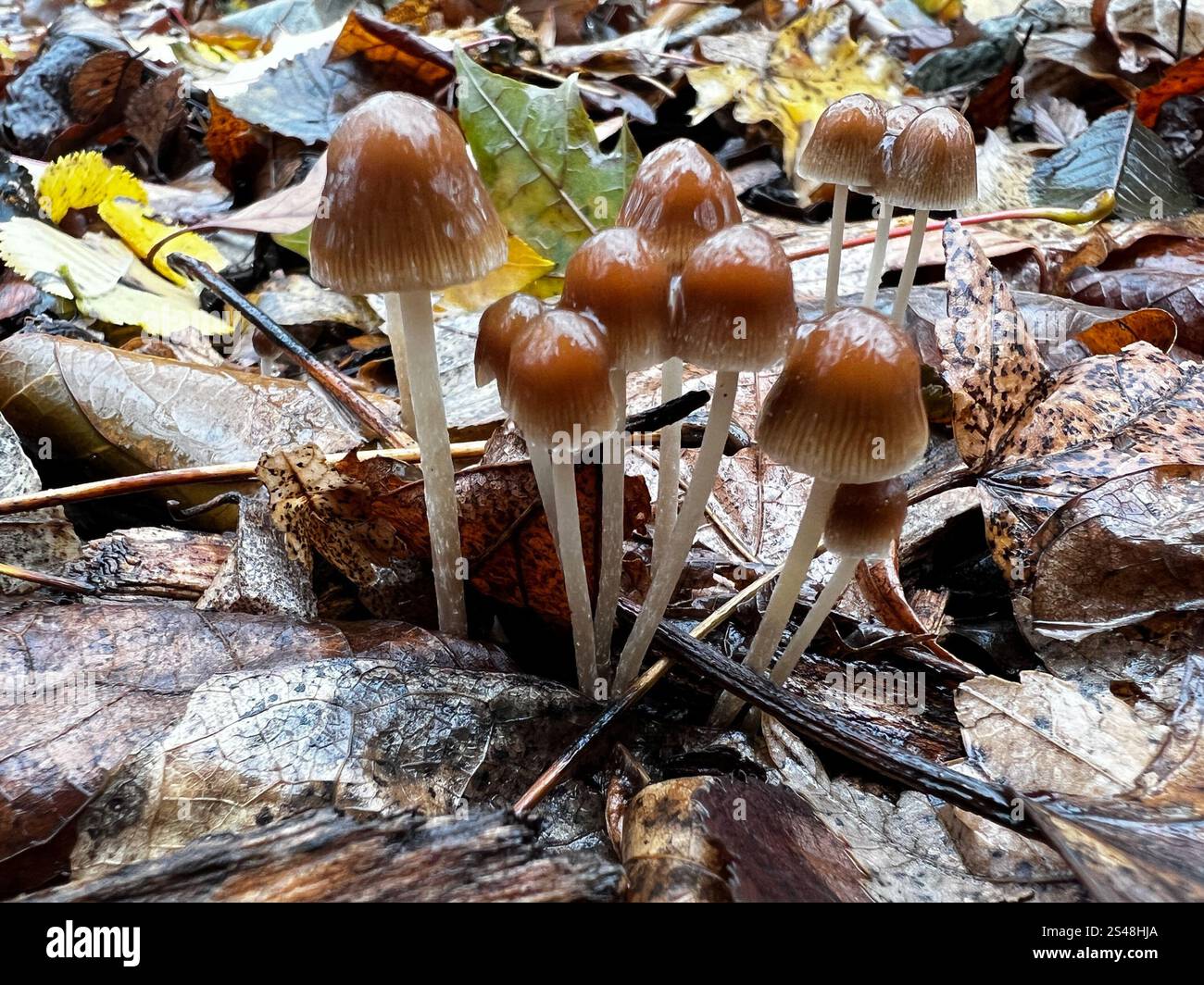 Brittlestems and Allies (Psathyrellaceae Stock Photo - Alamy