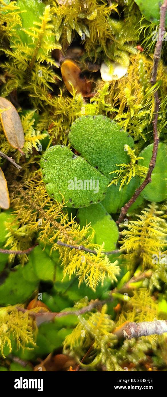 (Corybas trilobus aggregate Stock Photo - Alamy