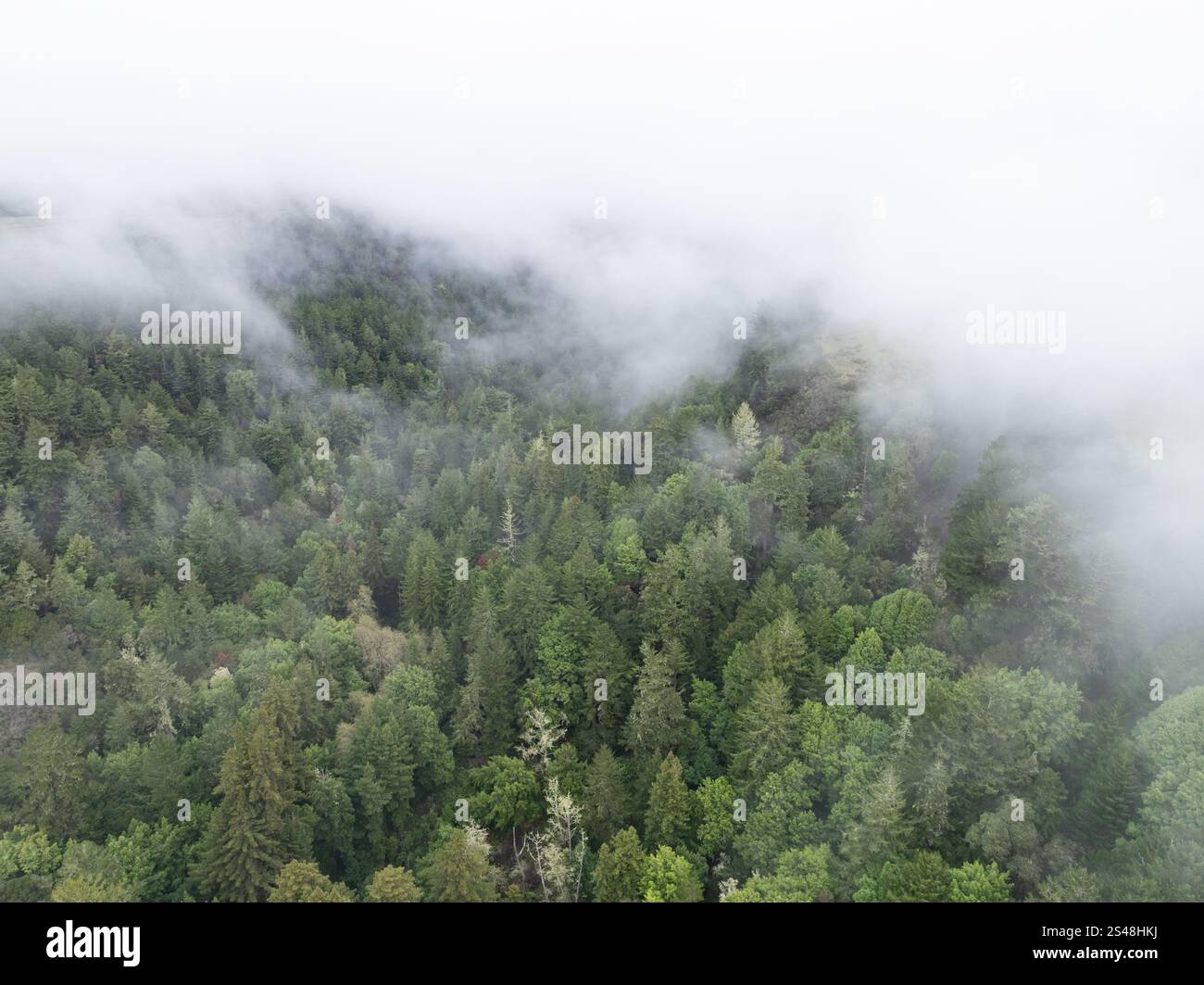 Low, misty clouds drift through the extensive forests of Santa Cruz ...