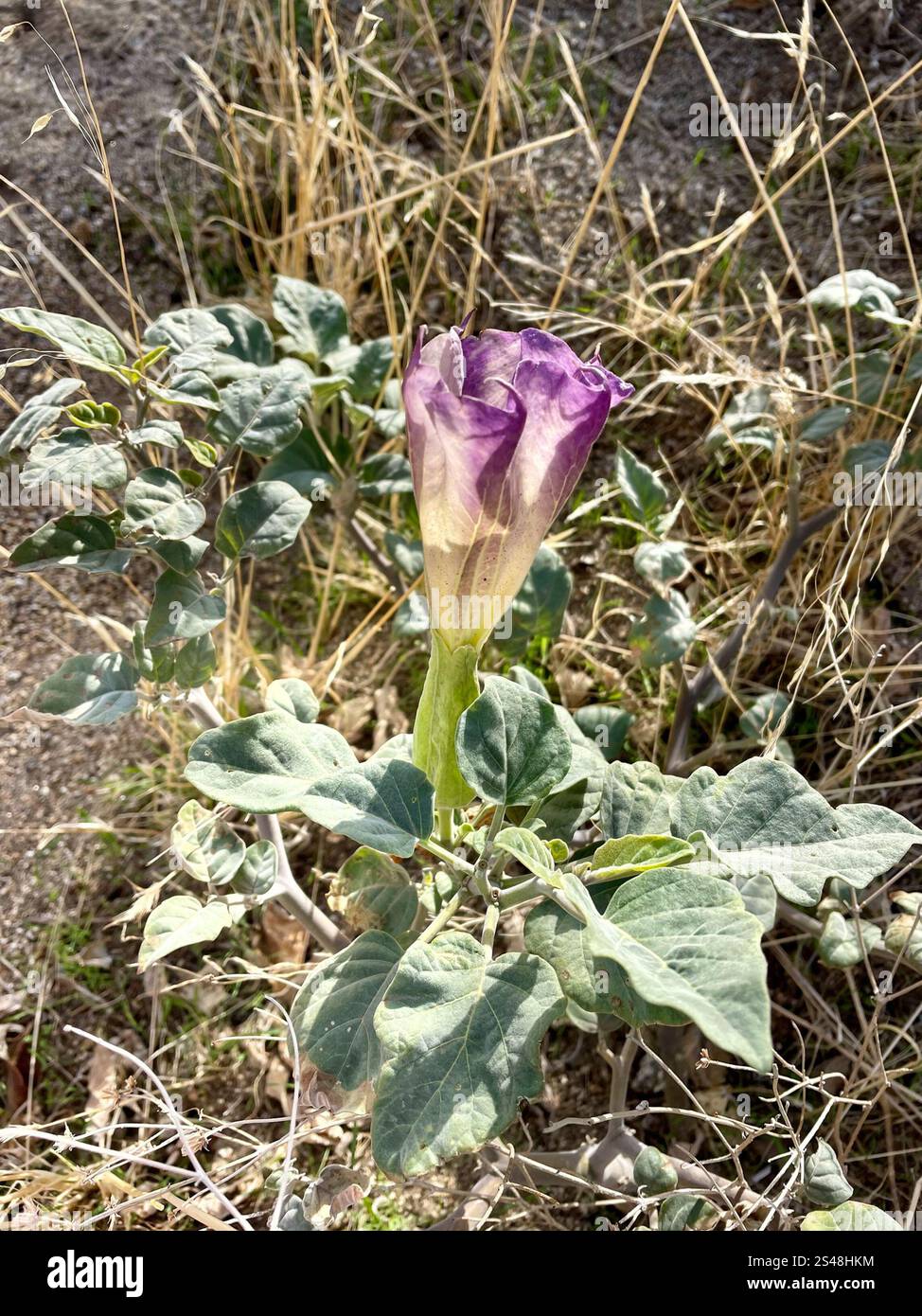 Sacred Datura (Datura wrightii Stock Photo - Alamy