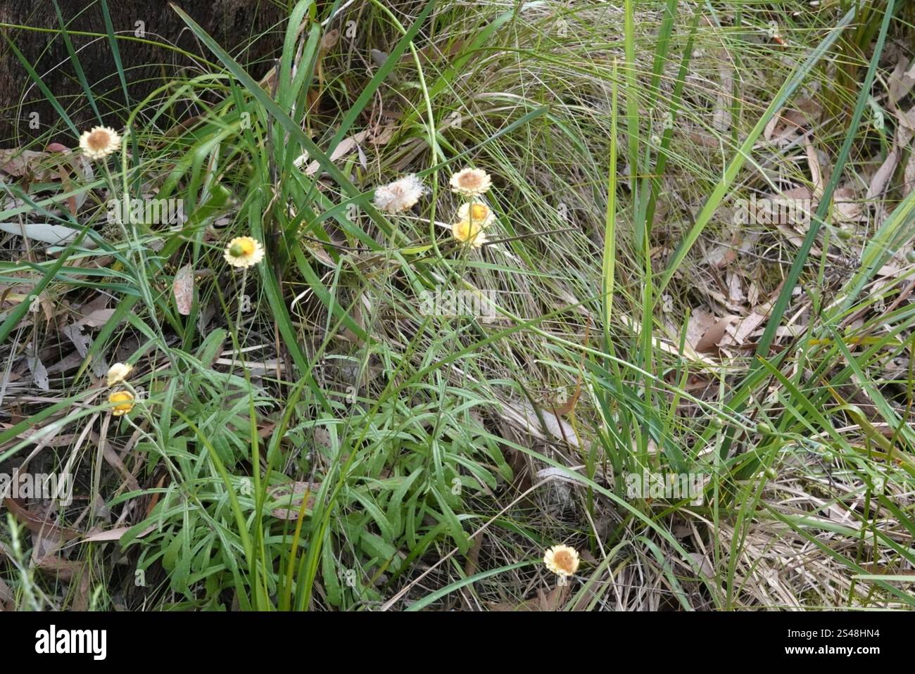 button everlasting (Coronidium scorpioides Stock Photo - Alamy