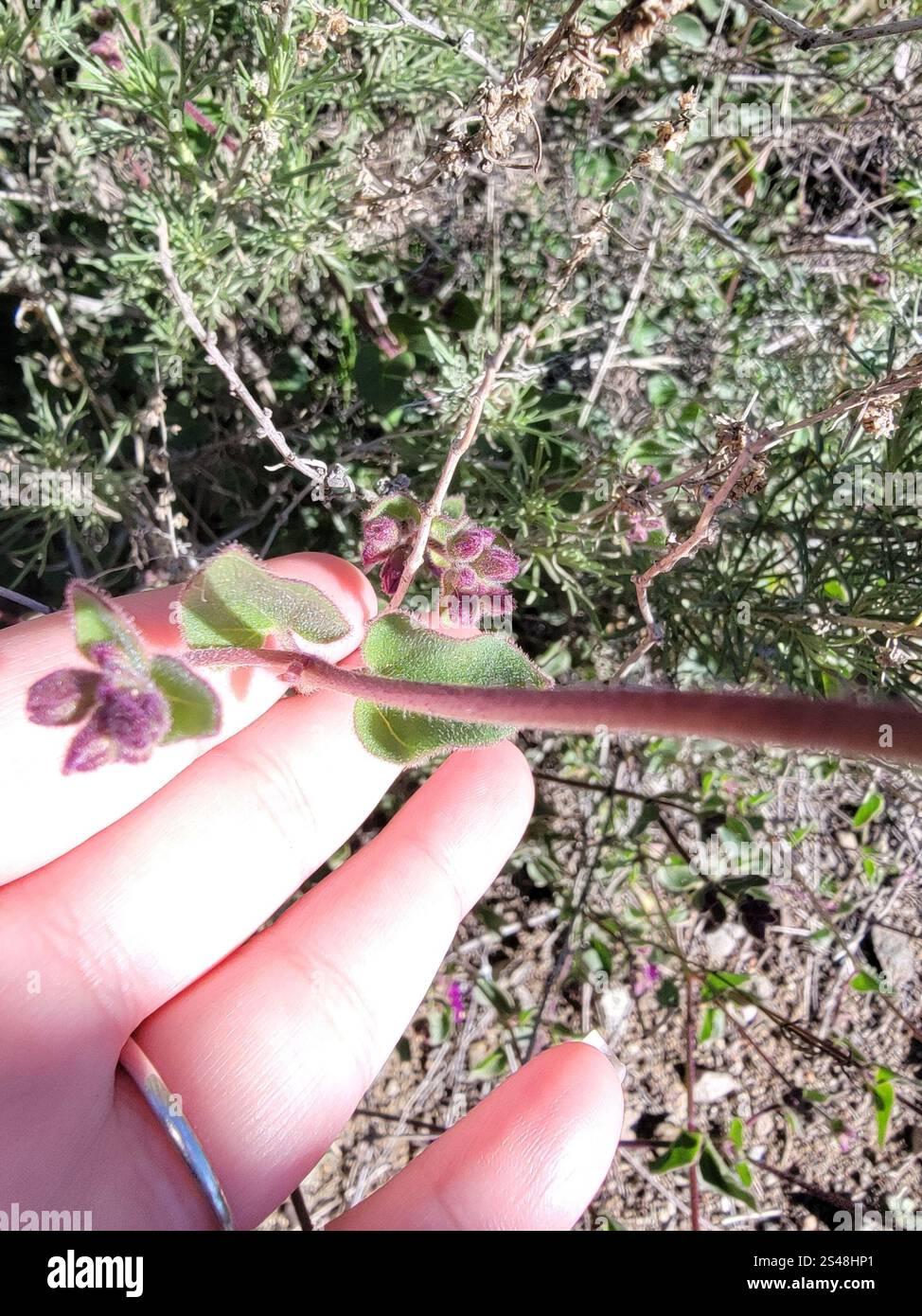 Wishbone Bush (Mirabilis laevis Stock Photo - Alamy
