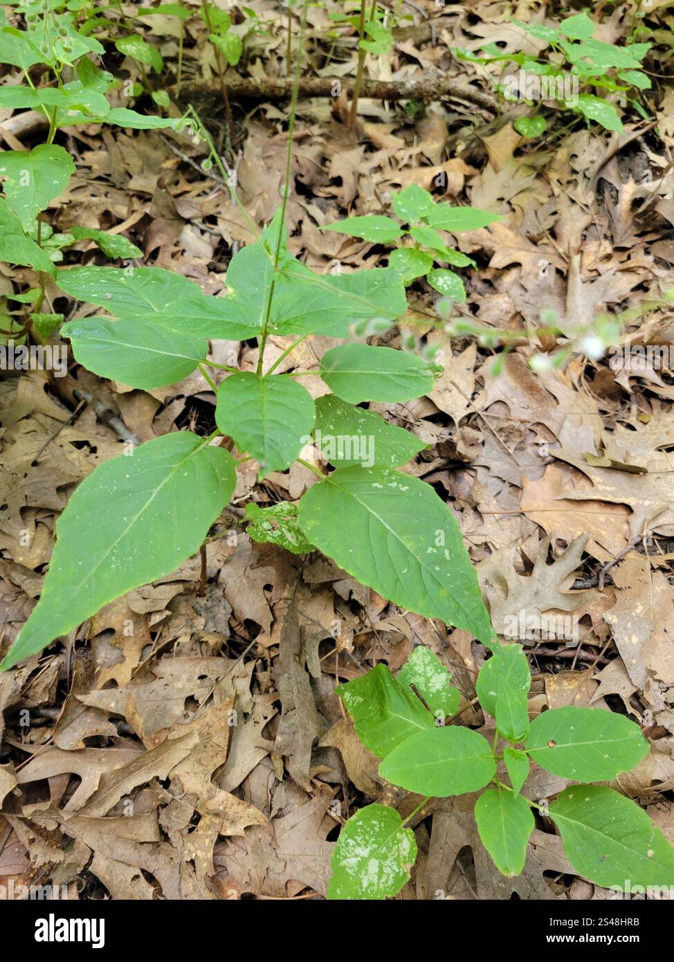 broadleaf enchanter's nightshade (Circaea canadensis Stock Photo - Alamy