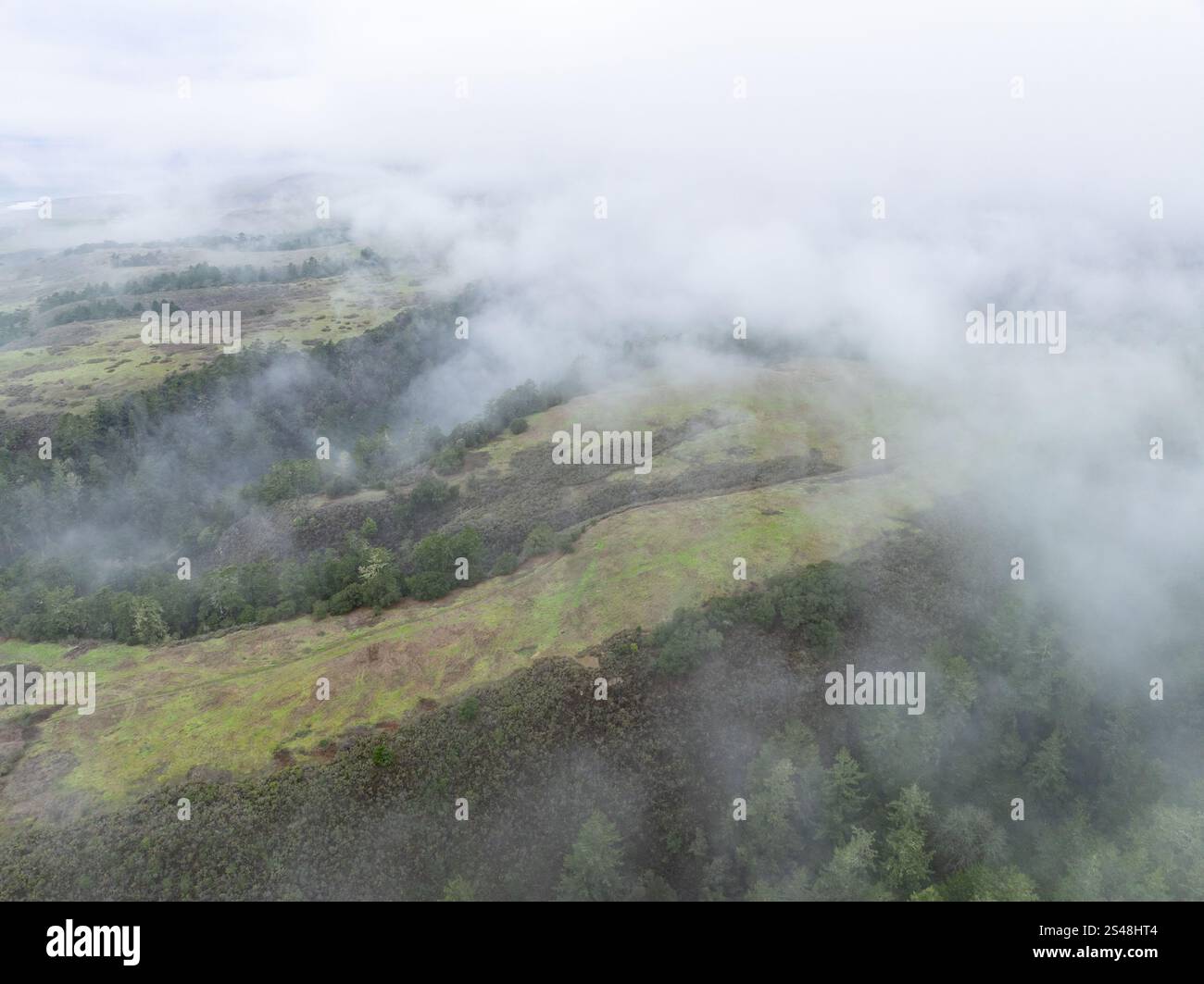 Low, misty clouds drift through the extensive forests of Santa Cruz ...