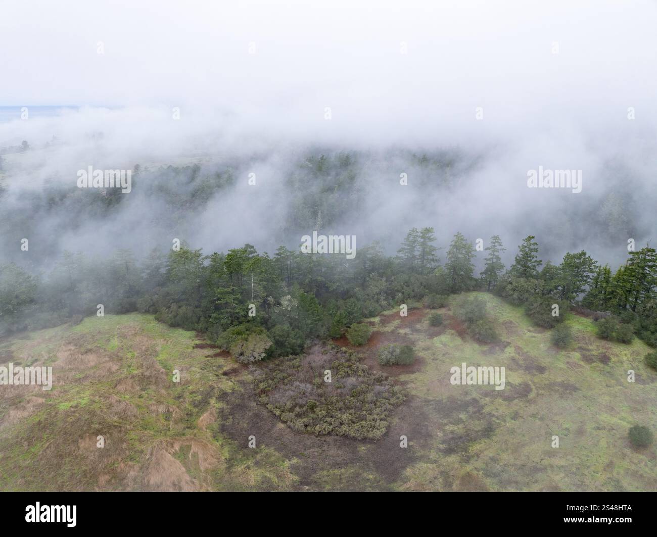 Low, misty clouds drift through the extensive forests of Santa Cruz ...