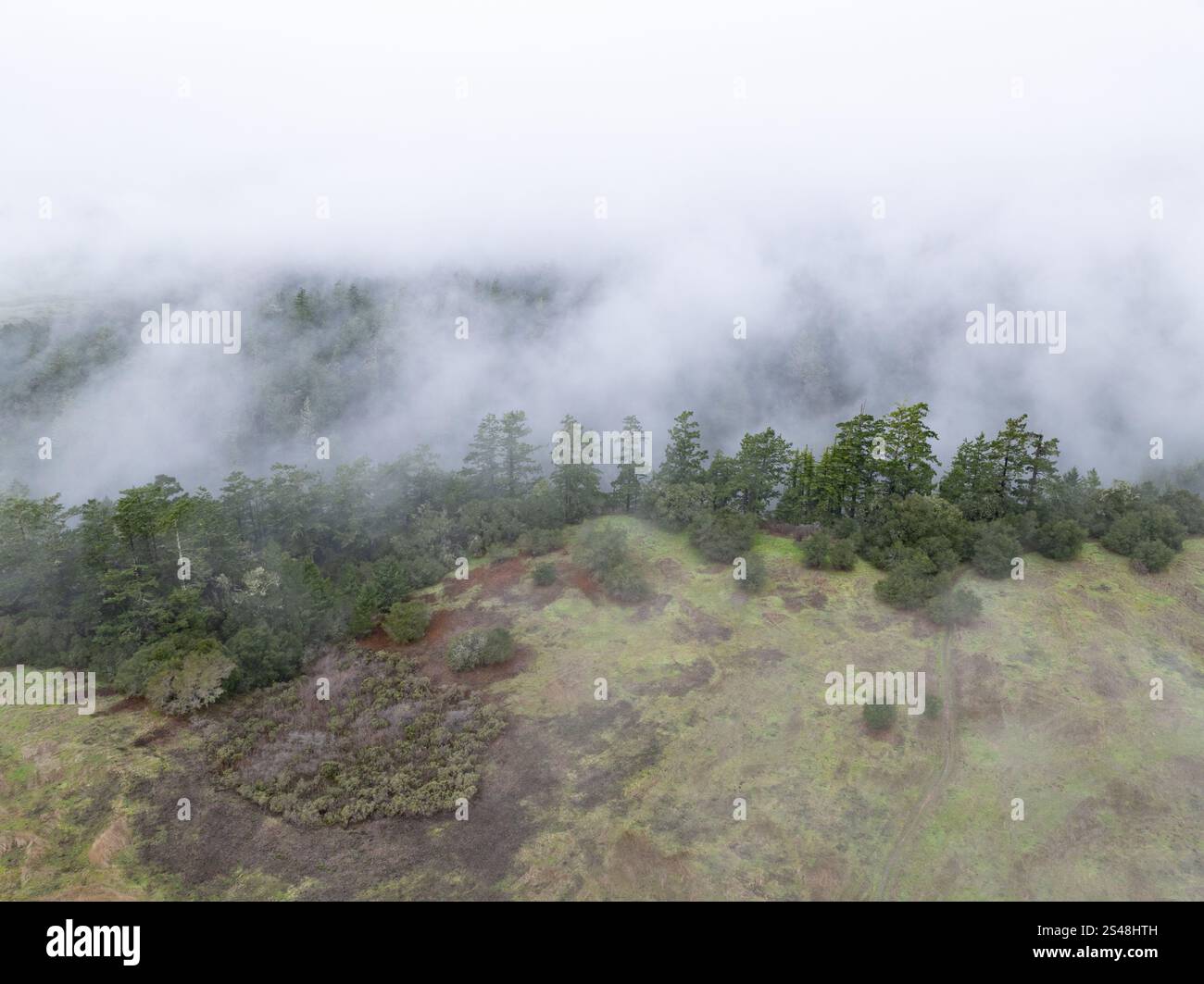 Low, misty clouds drift through the extensive forests of Santa Cruz ...
