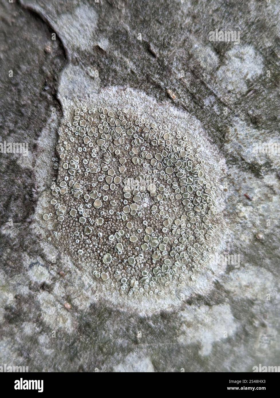 rim lichens, disc lichens, and allies (Lecanoraceae Stock Photo - Alamy