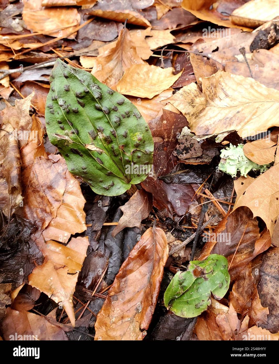 crane-fly orchid (Tipularia discolor Stock Photo - Alamy