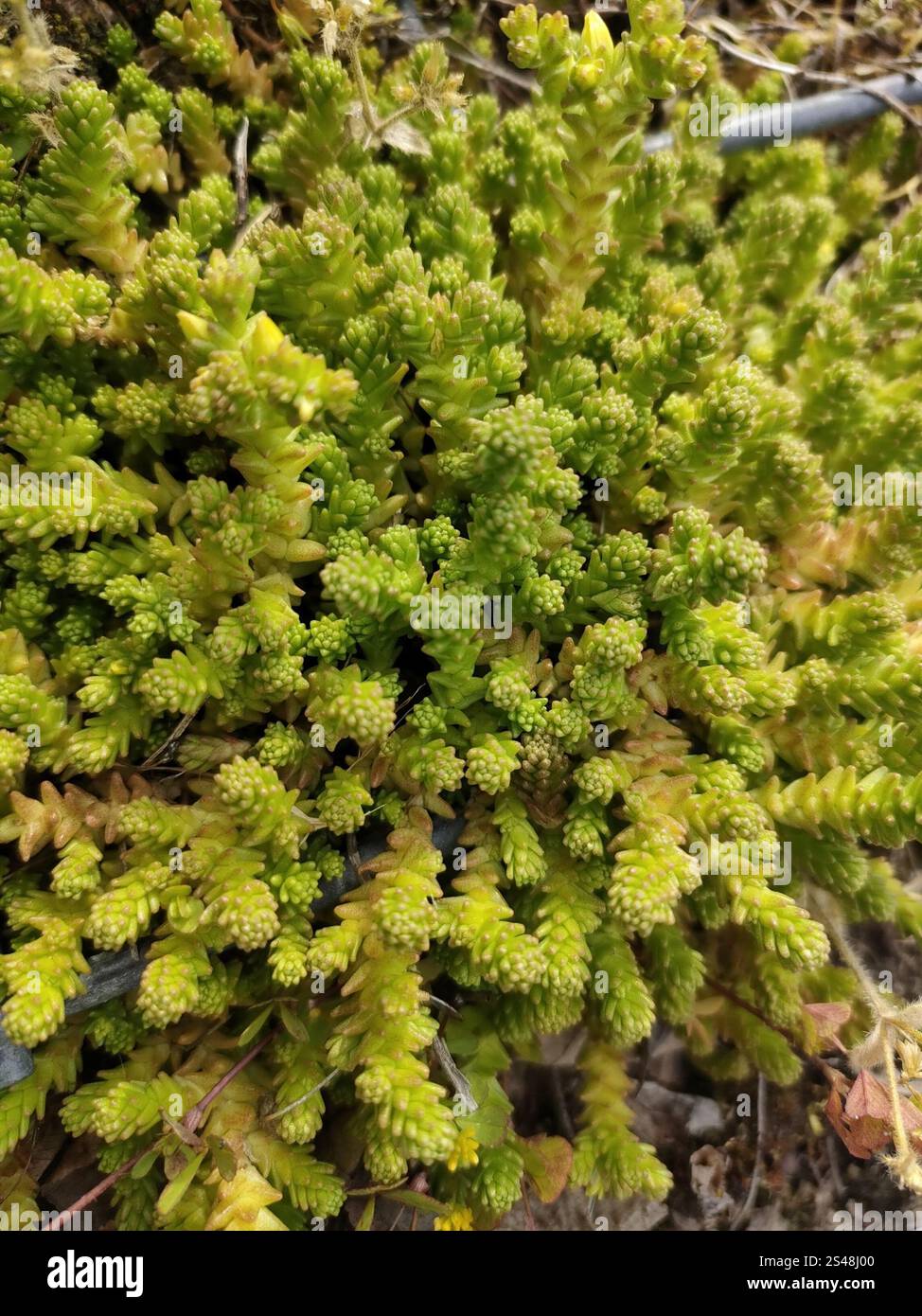 Biting Stonecrop (Sedum acre Stock Photo - Alamy