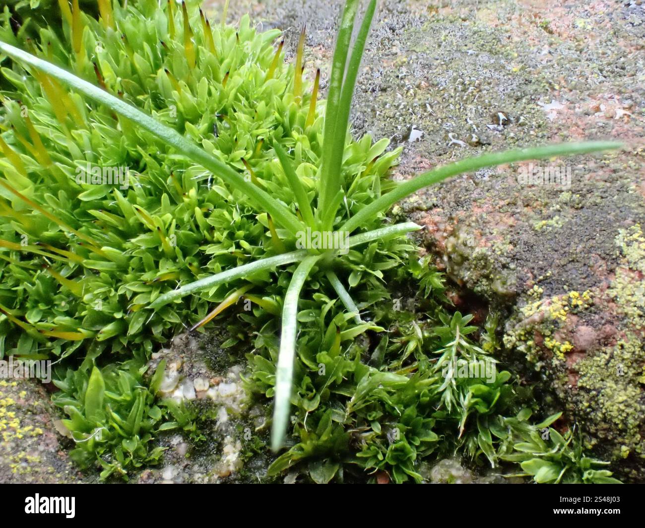Procumbent Pearlwort (Sagina procumbens Stock Photo - Alamy