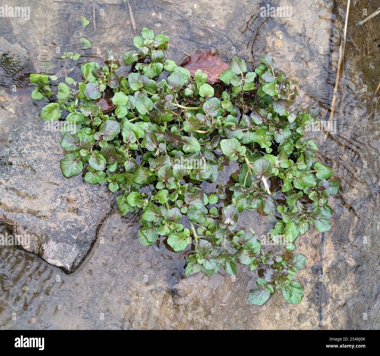 watercress (Nasturtium officinale Stock Photo - Alamy