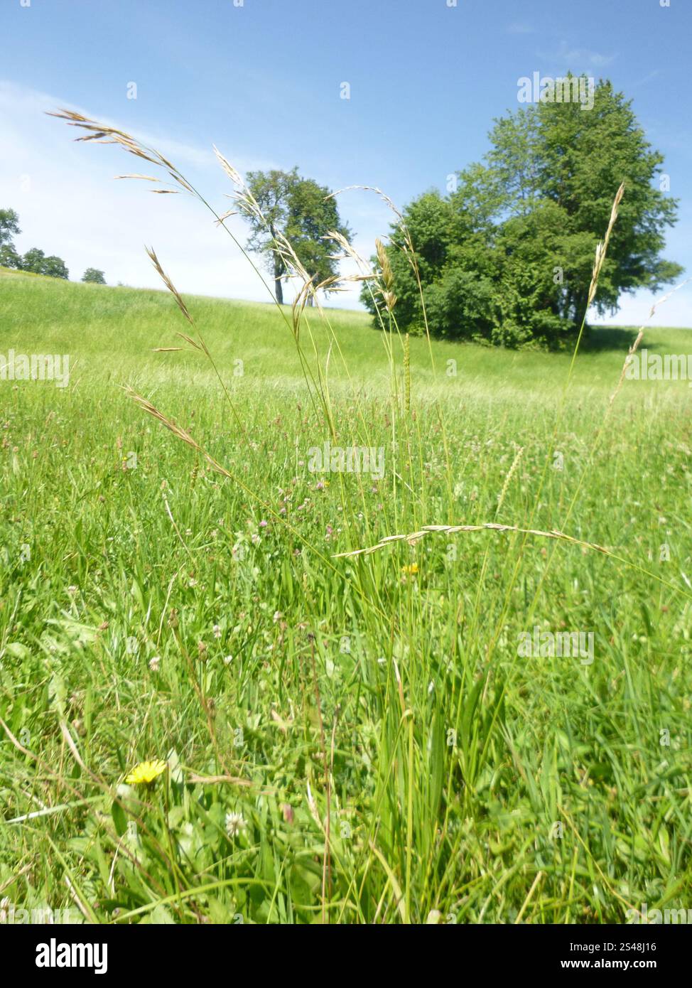 Upright Brome (Bromus erectus Stock Photo - Alamy