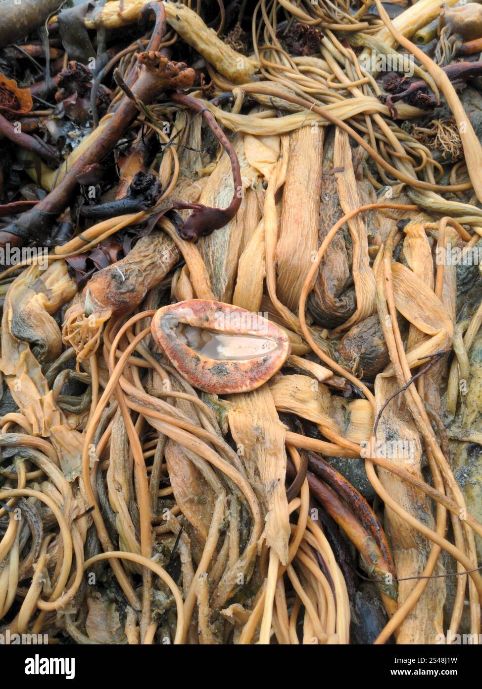 Gumboot Chiton (Cryptochiton stelleri Stock Photo - Alamy