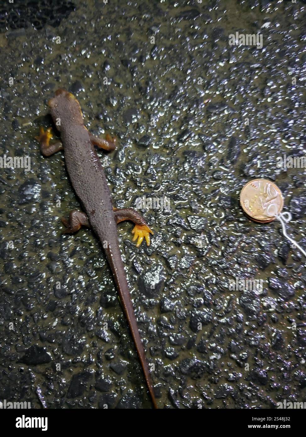 California Newt (Taricha torosa Stock Photo - Alamy