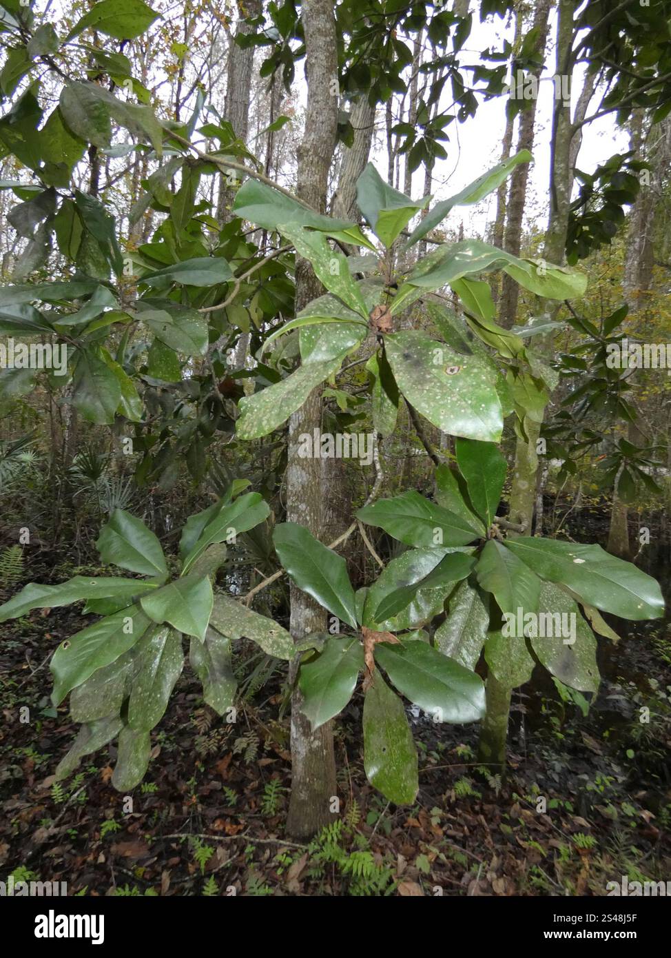 southern magnolia (Magnolia grandiflora Stock Photo - Alamy