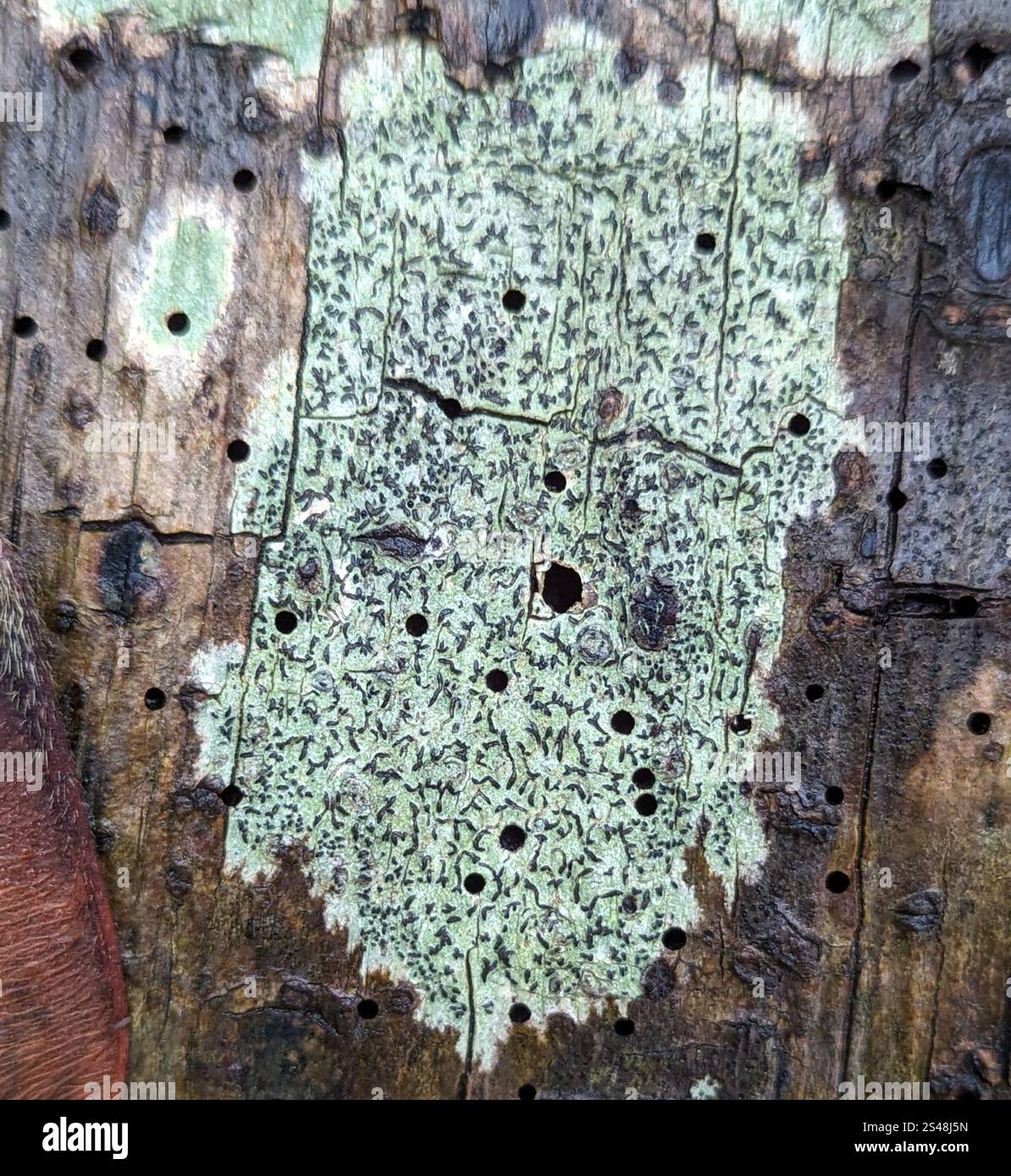 Common Script Lichen (Graphis scripta Stock Photo - Alamy