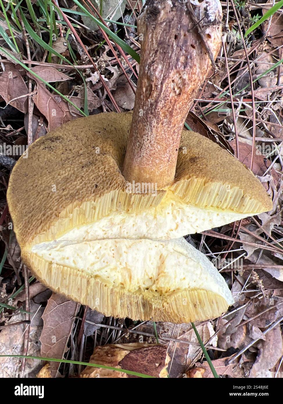 Slippery Jacks (Suillus Stock Photo - Alamy