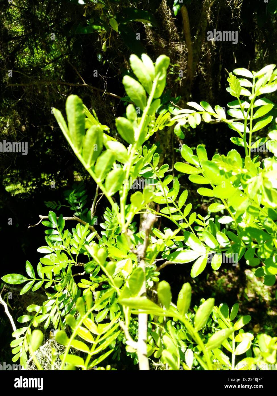 Lime Prickly-ash (Zanthoxylum fagara Stock Photo - Alamy
