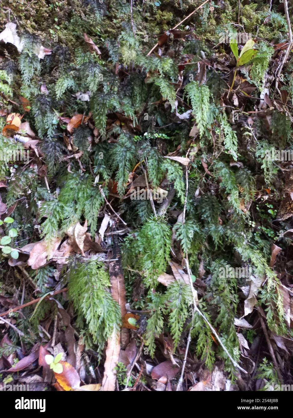 drooping filmy fern (Hymenophyllum demissum Stock Photo - Alamy