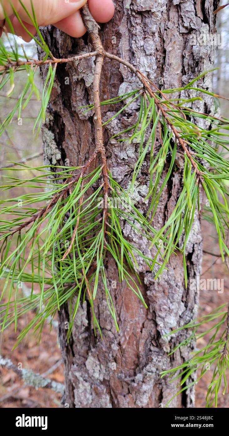 Virginia pine (Pinus virginiana Stock Photo - Alamy