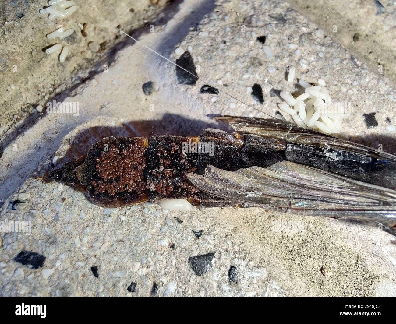 Ship-timber Beetles (Atractocerus Stock Photo - Alamy