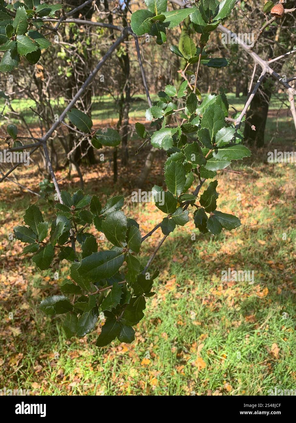 interior live oak (Quercus wislizeni Stock Photo - Alamy