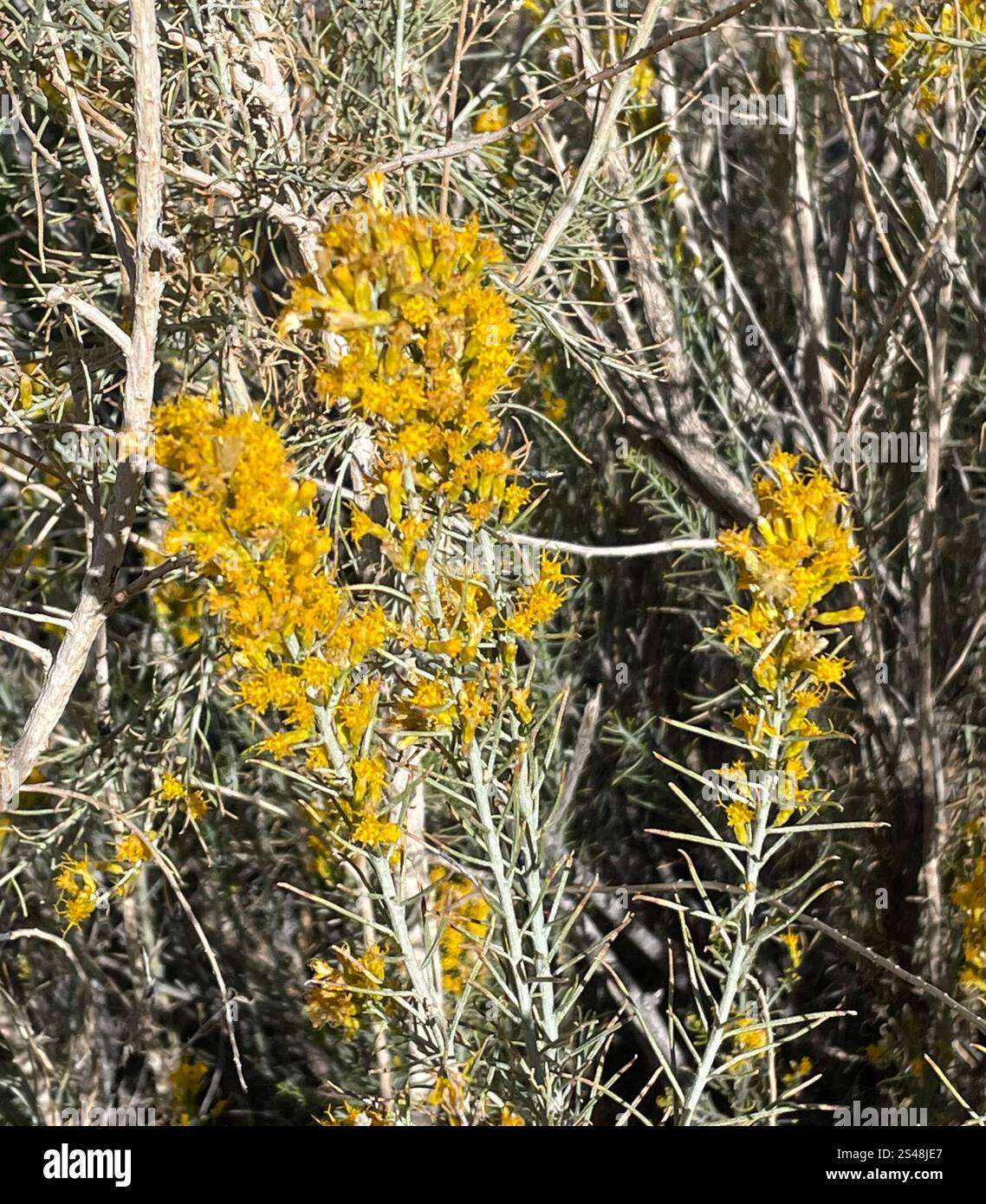 Black-banded Rabbitbrush (Ericameria paniculata Stock Photo - Alamy