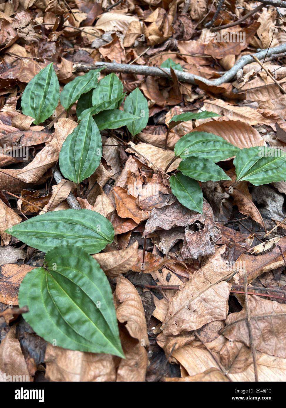 crane-fly orchid (Tipularia discolor Stock Photo - Alamy