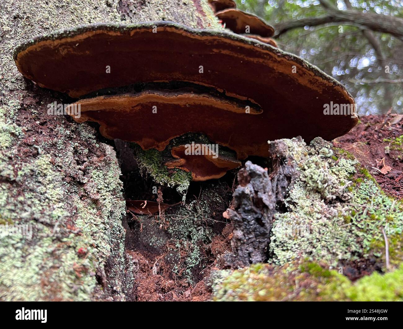 shelf fungi (Polyporales Stock Photo - Alamy