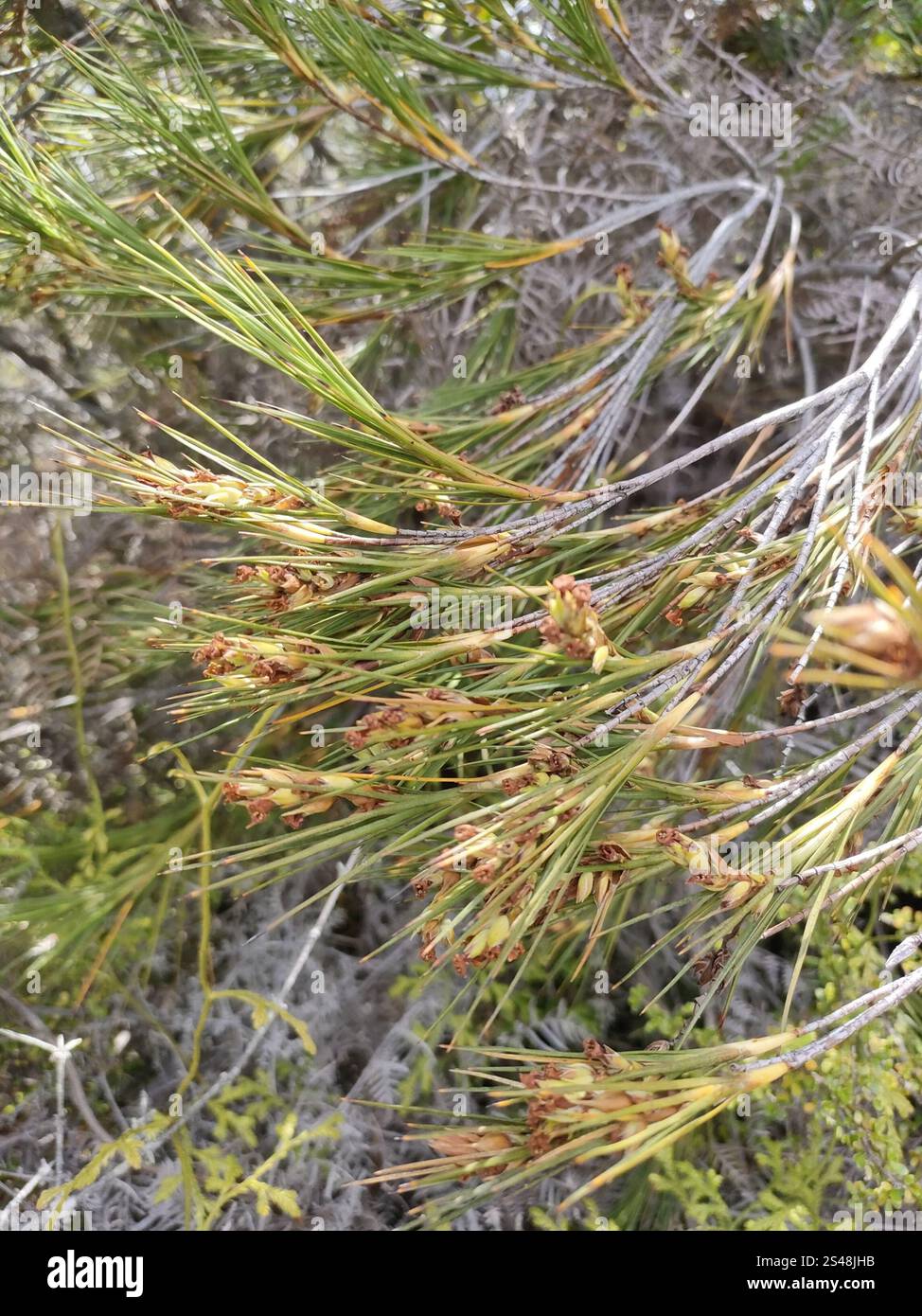 (Dracophyllum longifolium longifolium Stock Photo - Alamy