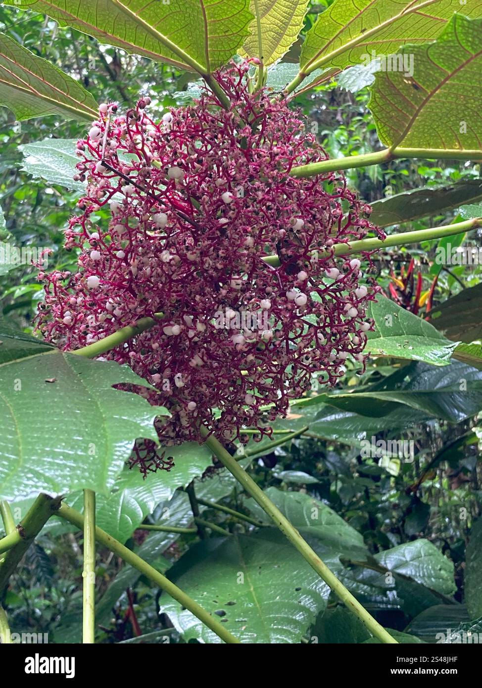 Scratchbush (Urera baccifera Stock Photo - Alamy