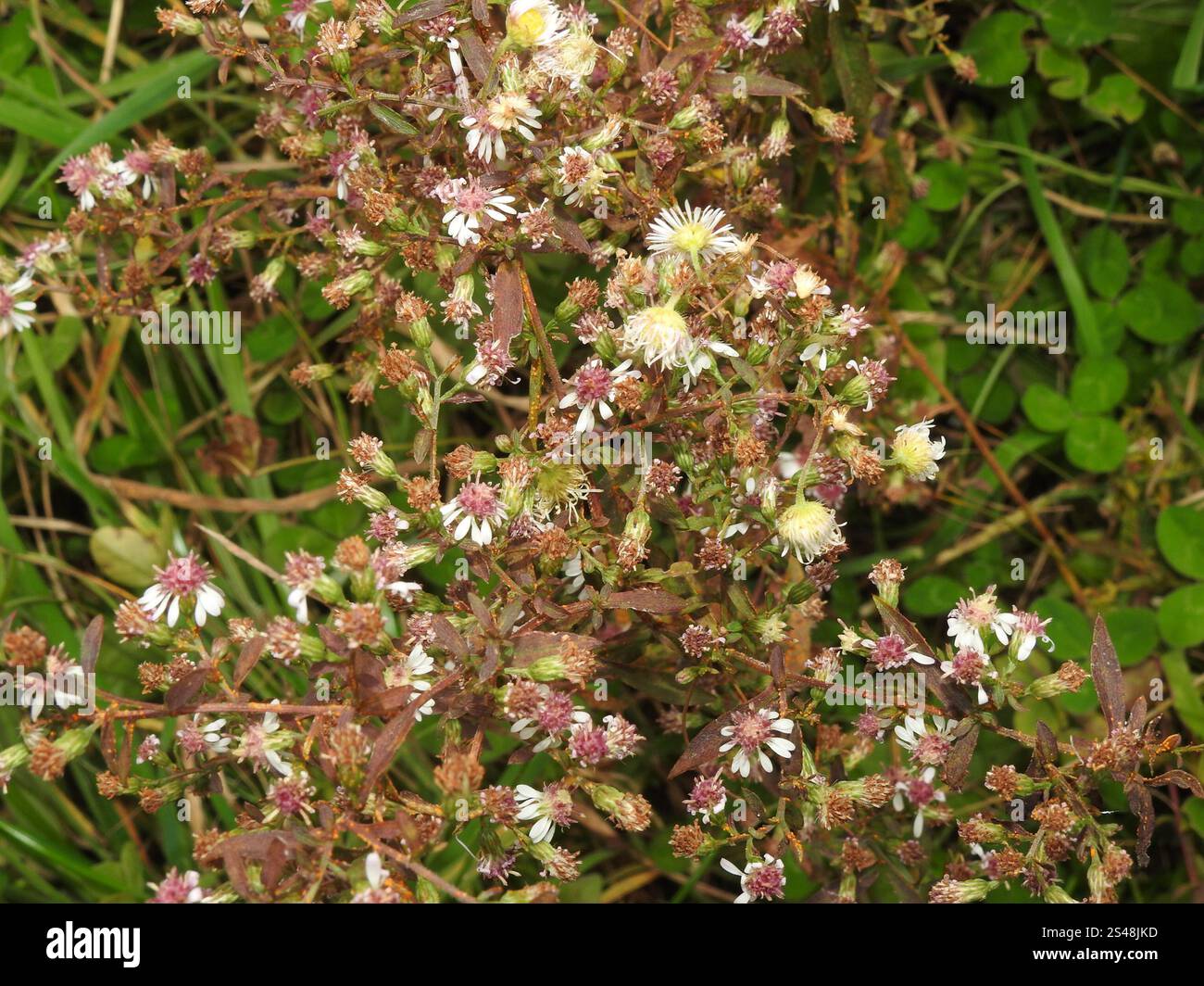 calico aster (Symphyotrichum lateriflorum Stock Photo - Alamy