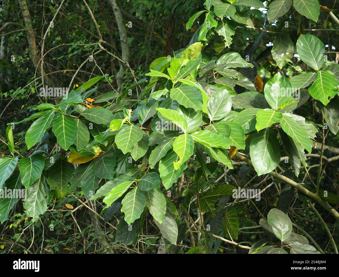 Hauili fig tree (Ficus septica Stock Photo - Alamy