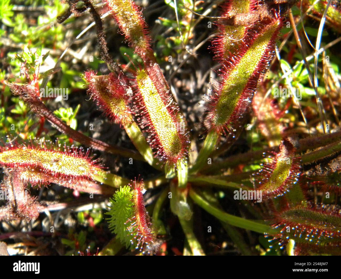 Cape Sundew (Drosera capensis Stock Photo - Alamy