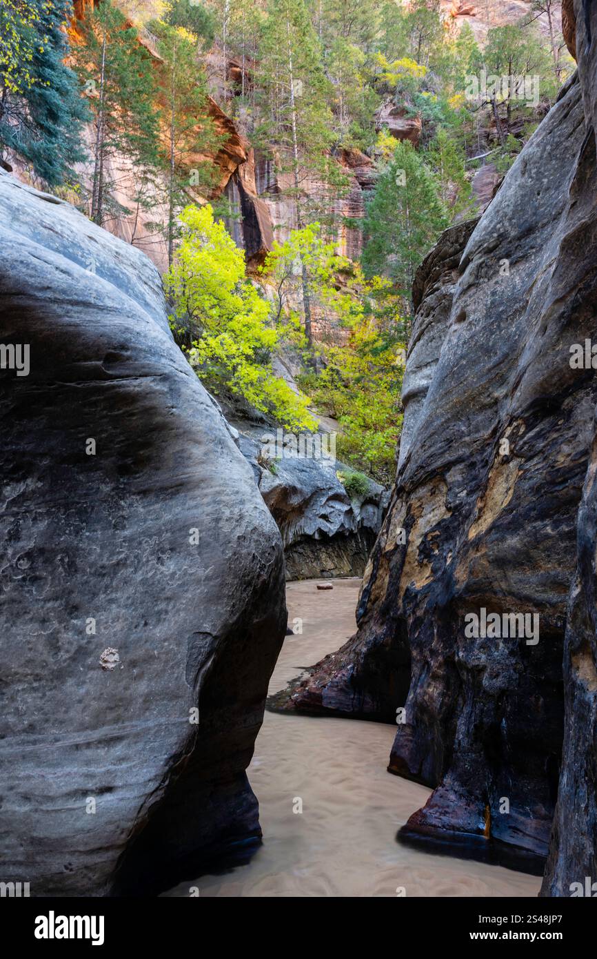 View of the Left Fork of the North Creek, also known as The Subway ...