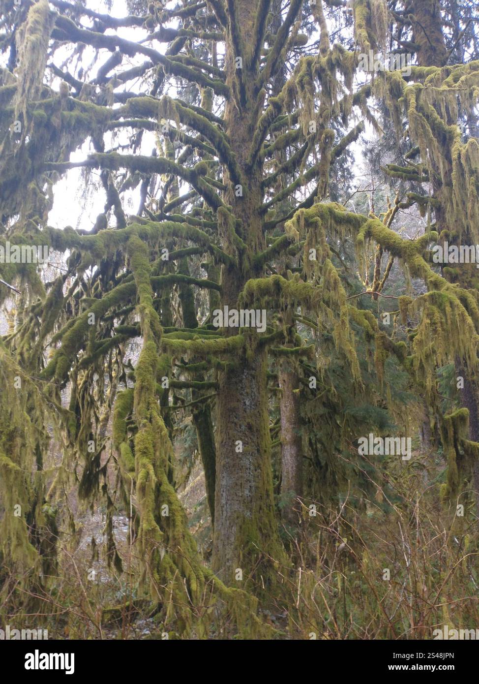 Sitka spruce (Picea sitchensis Stock Photo - Alamy