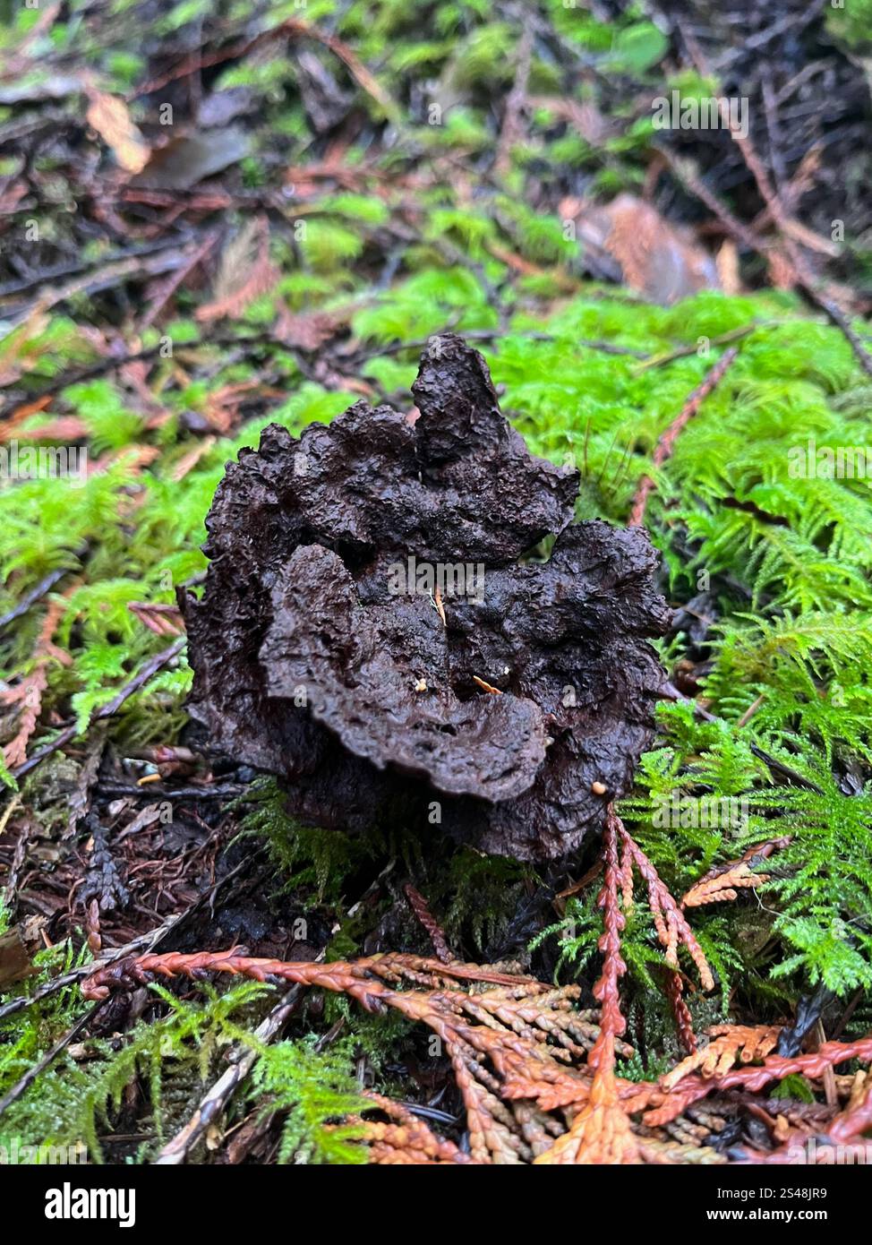 Dyer's Polypore (Phaeolus schweinitzii Stock Photo - Alamy