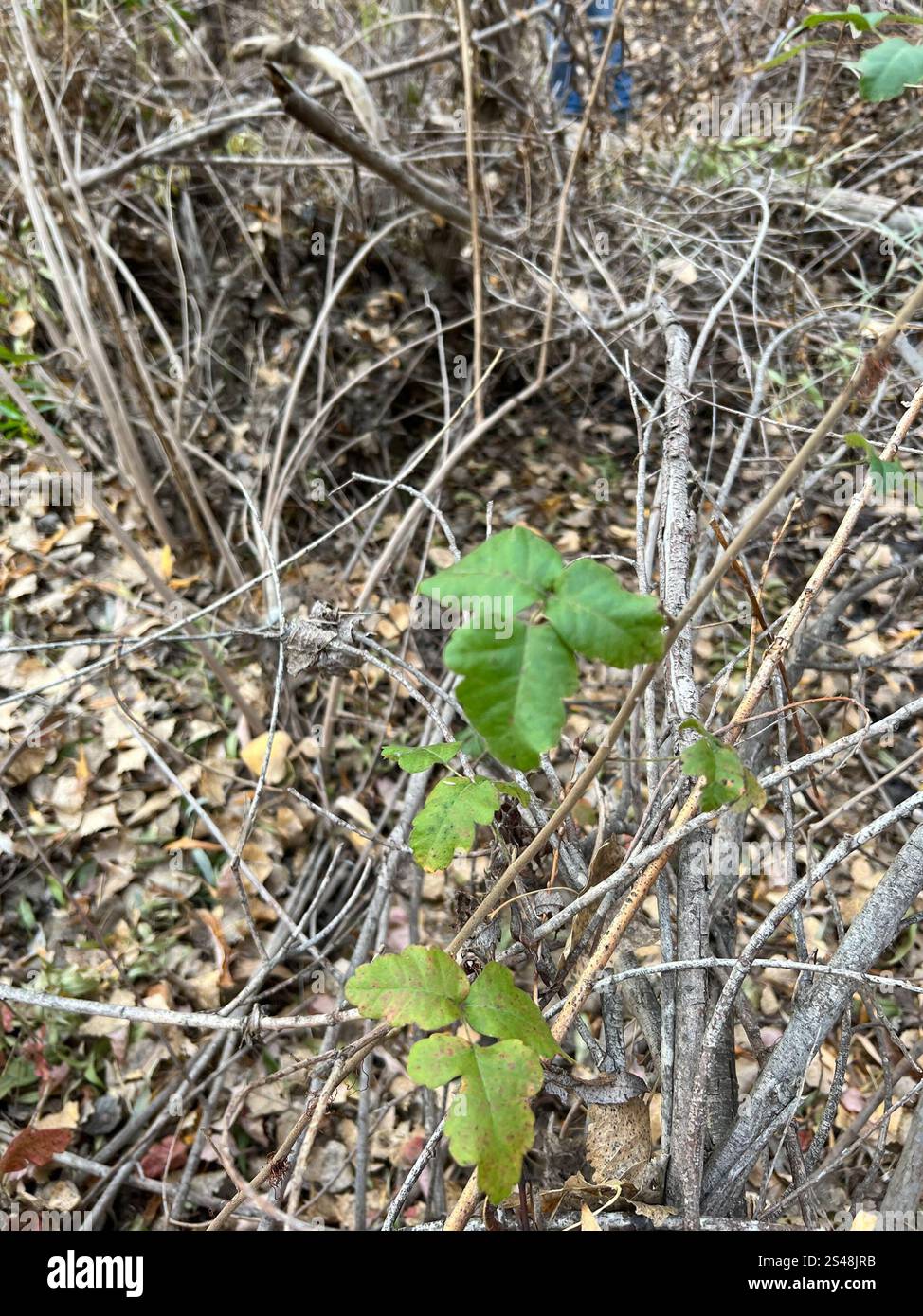 Pacific poison oak (Toxicodendron diversilobum Stock Photo - Alamy