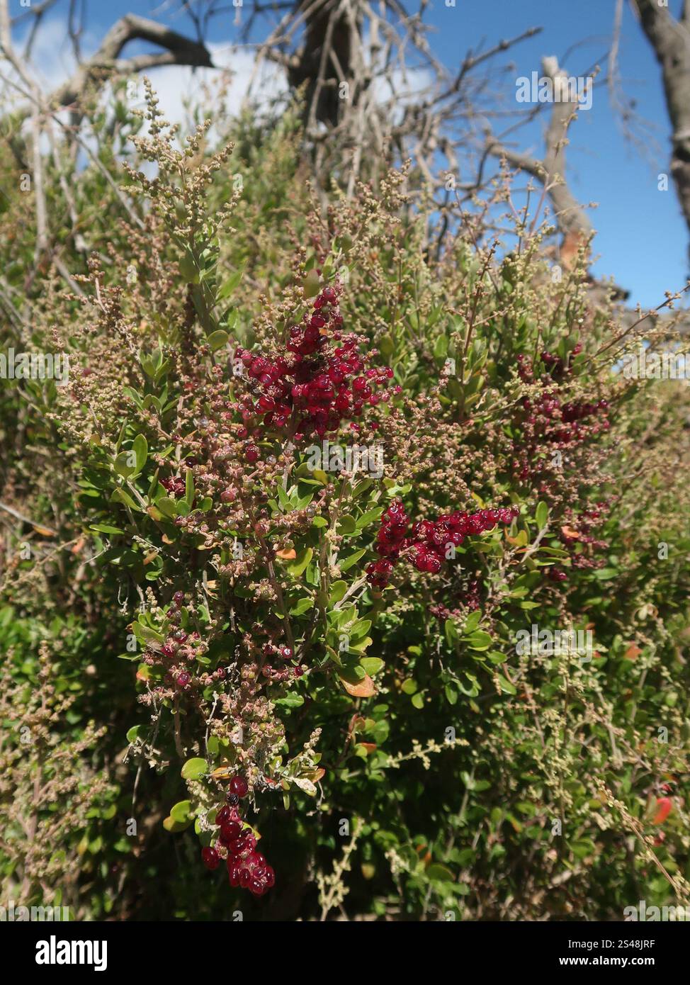 Seaberry Saltbush (Rhagodia candolleana Stock Photo - Alamy