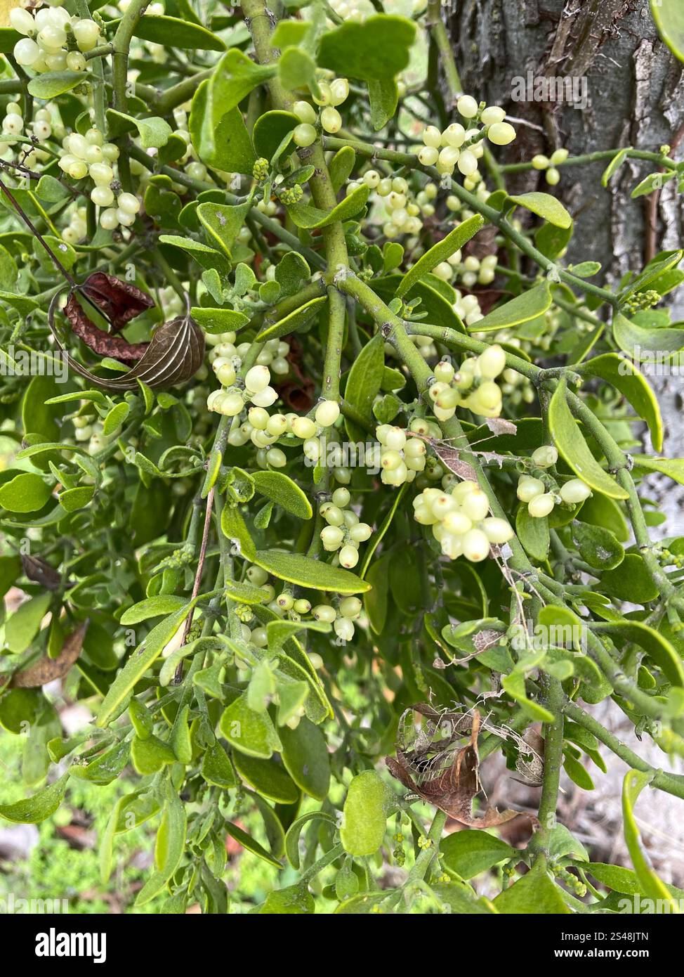 American Mistletoe (Phoradendron leucarpum Stock Photo - Alamy