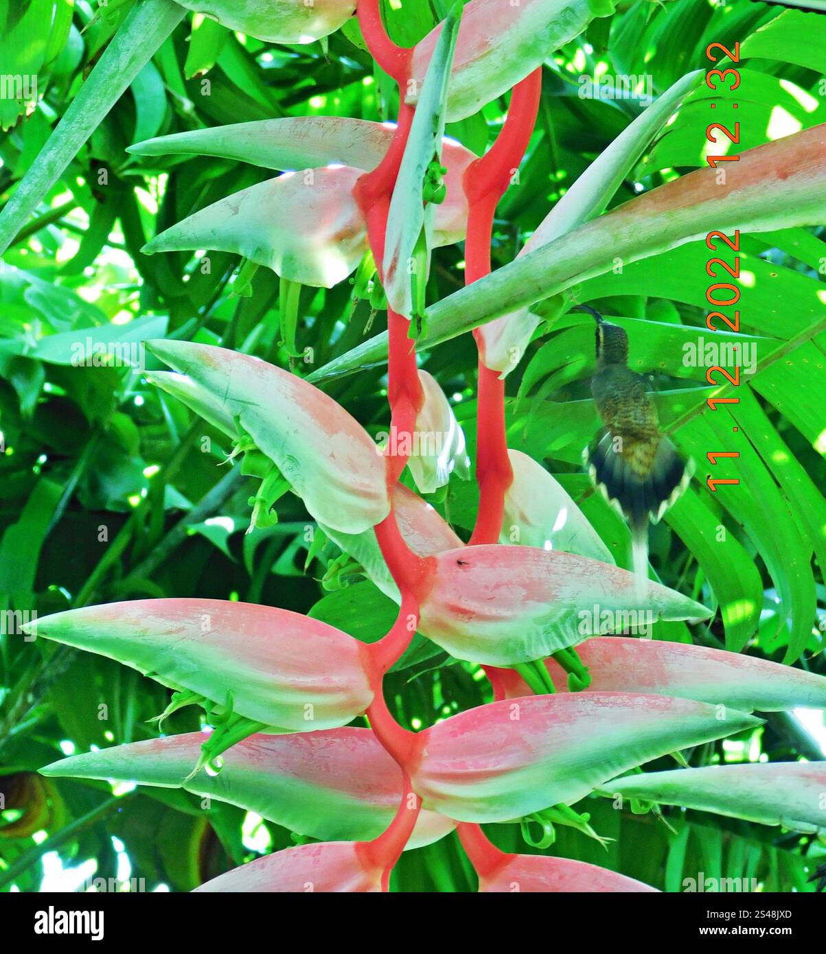 Long-billed Hermit (Phaethornis longirostris Stock Photo - Alamy