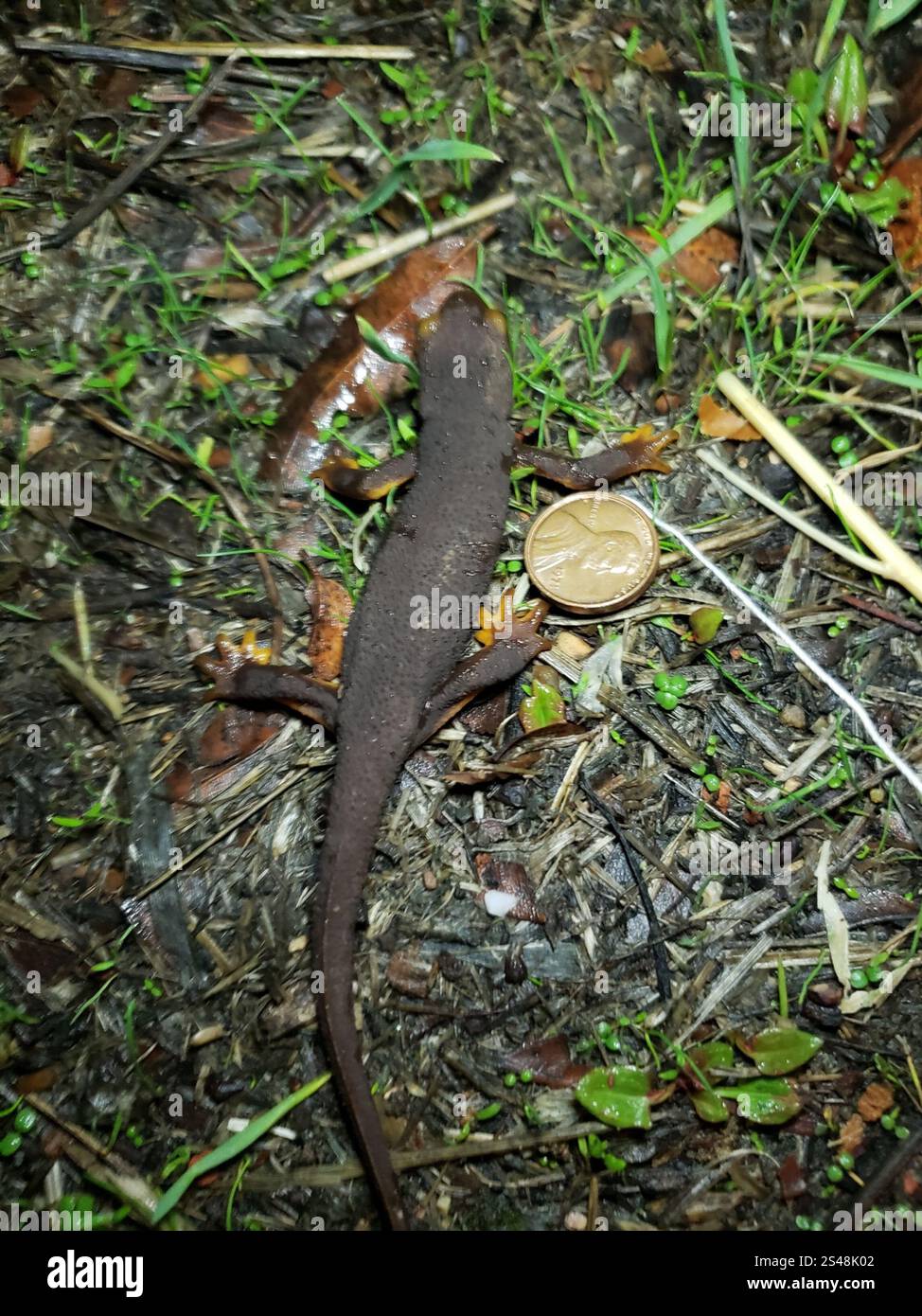 California Newt (Taricha torosa Stock Photo - Alamy