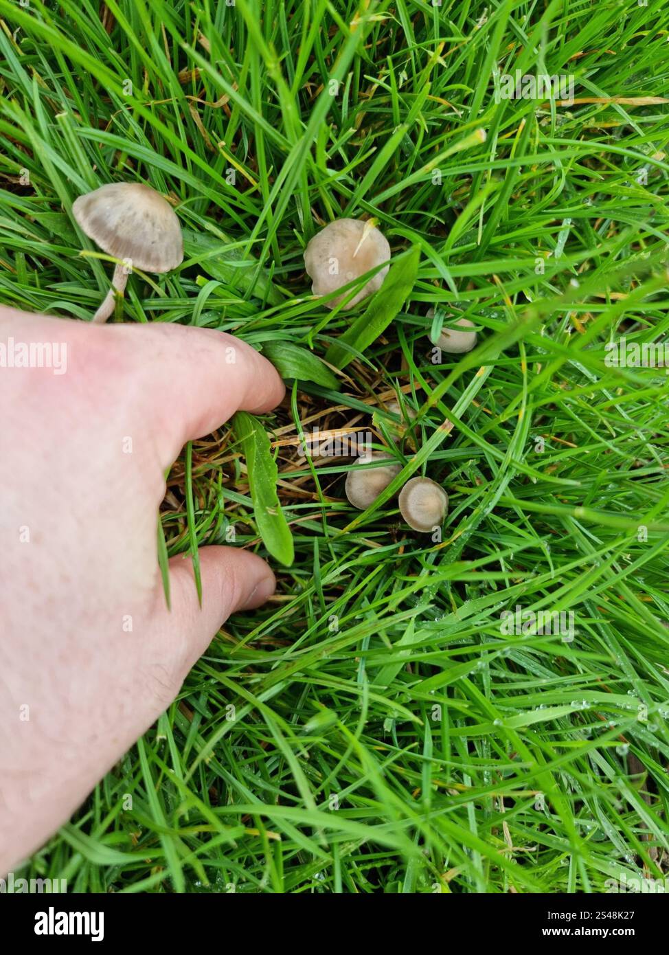 Common Gilled Mushrooms and Allies (Agaricales Stock Photo - Alamy