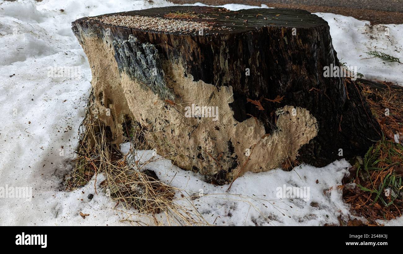 Tapioca Slime Mold (Brefeldia maxima Stock Photo - Alamy