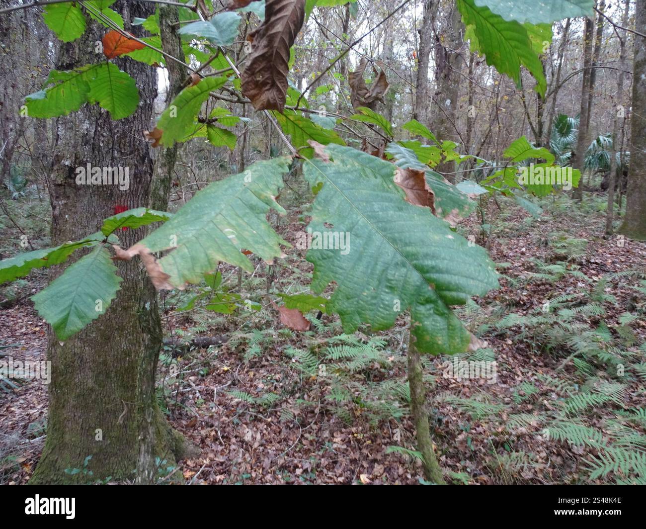 swamp chestnut oak (Quercus michauxii Stock Photo - Alamy