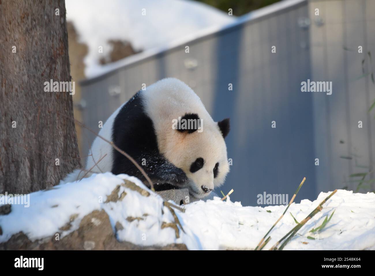 Washington, USA. 9th Jan, 2025. Female giant panda Qing Bao is seen at ...